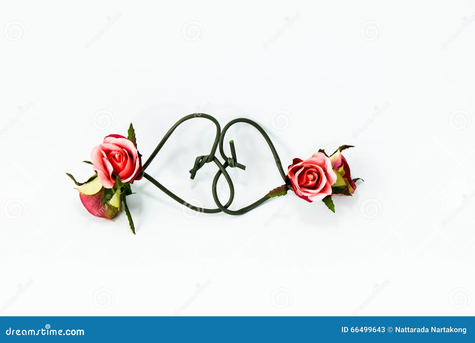 Roses stock image. Image of summer, background, valentines - 66499643