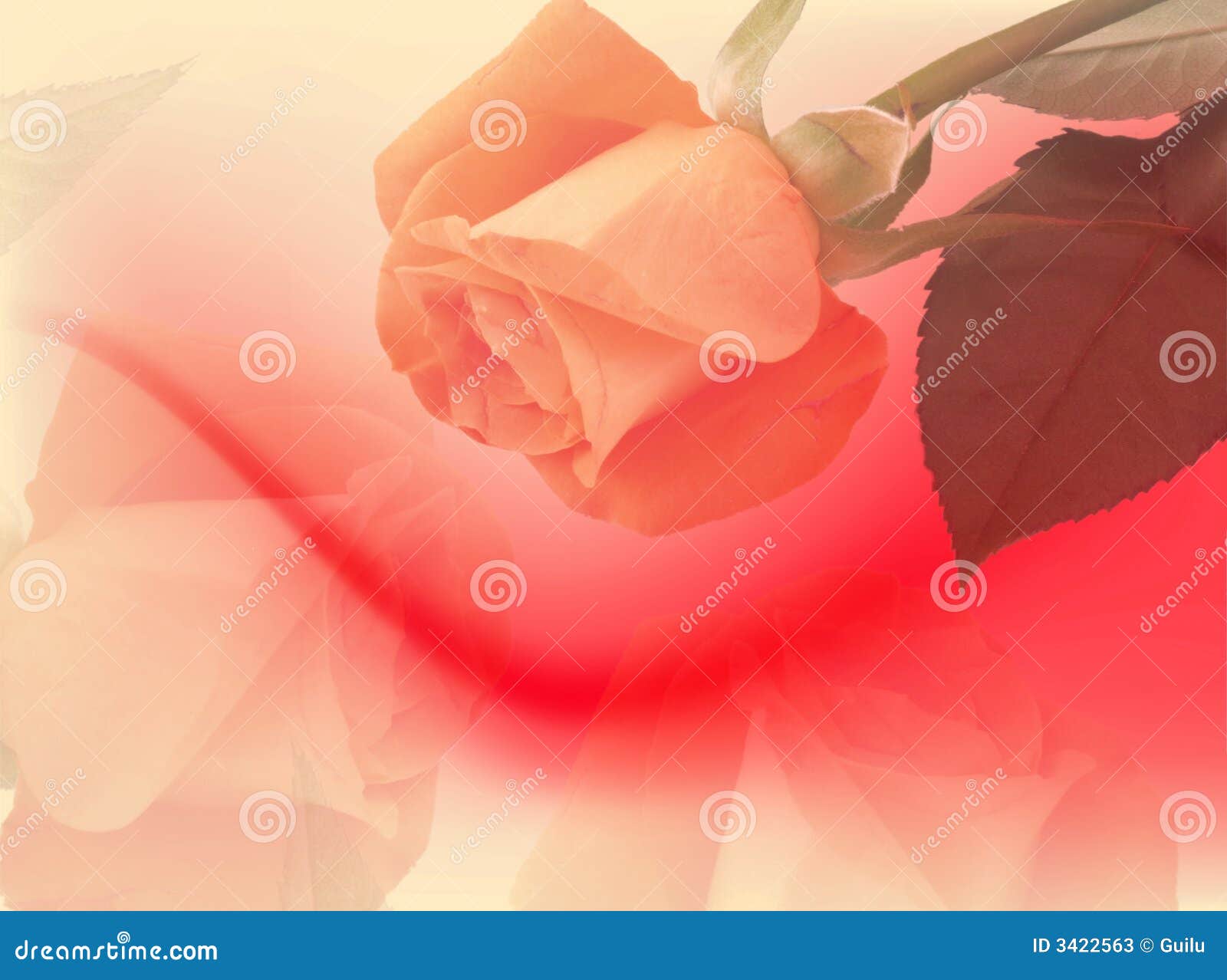 Roses backdrop stock illustration. Illustration of bunches - 3422563