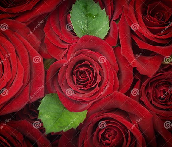 Roses backgroud stock photo. Image of gifts, center, gift - 18168828