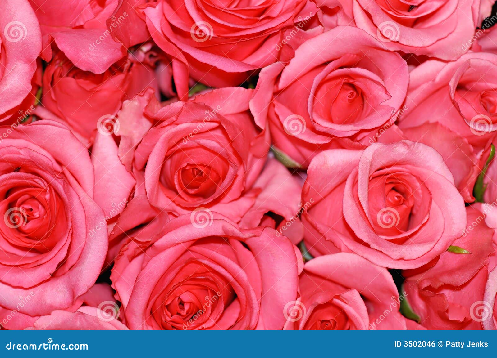 304 Roses Fill Photos - Free & Royalty-Free Stock Photos from Dreamstime