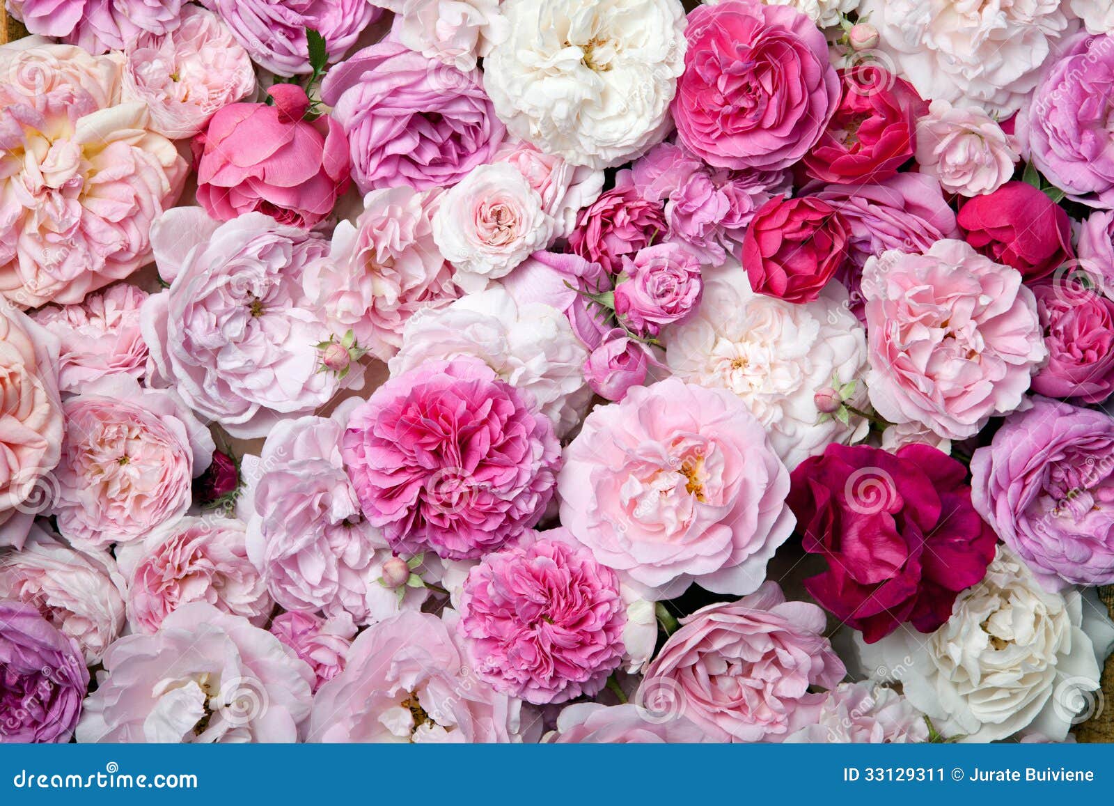 Roses. stock image. Image of flower, background, bridal - 33129311