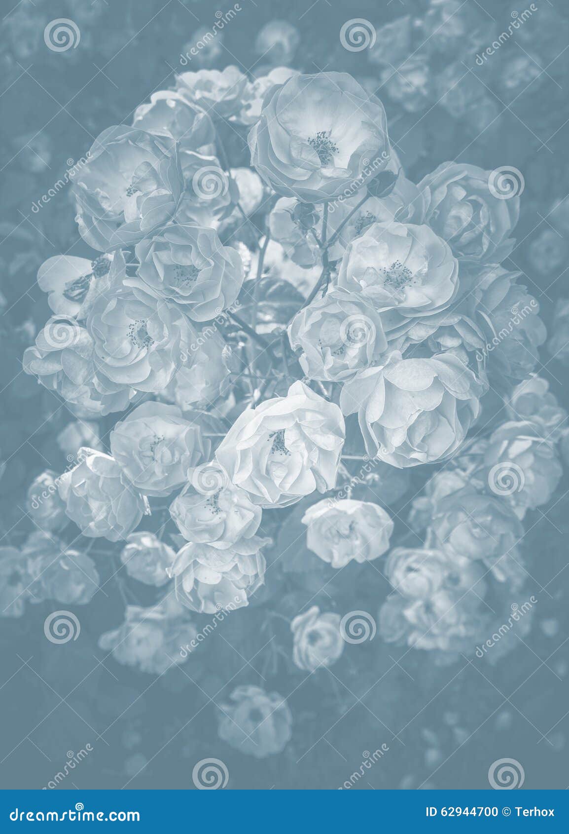 Roses background stock photo. Image of color, petals - 62944700