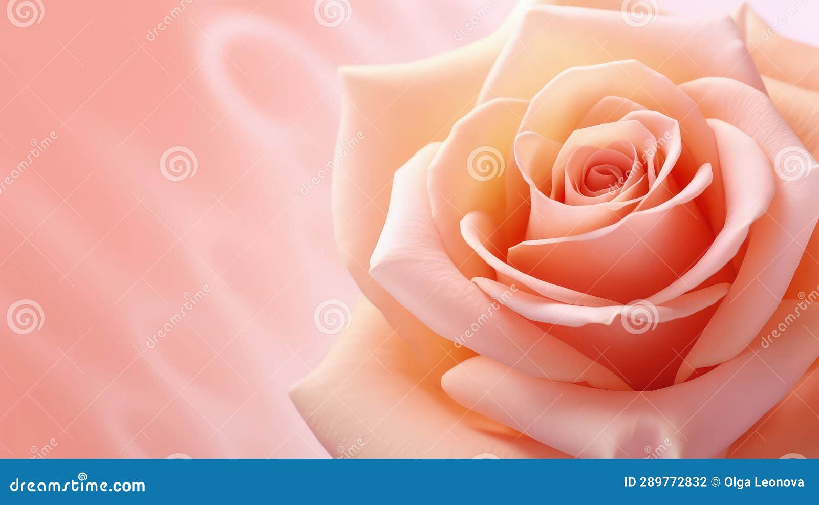 Roses banner stock illustration. Illustration of decoration - 289772832
