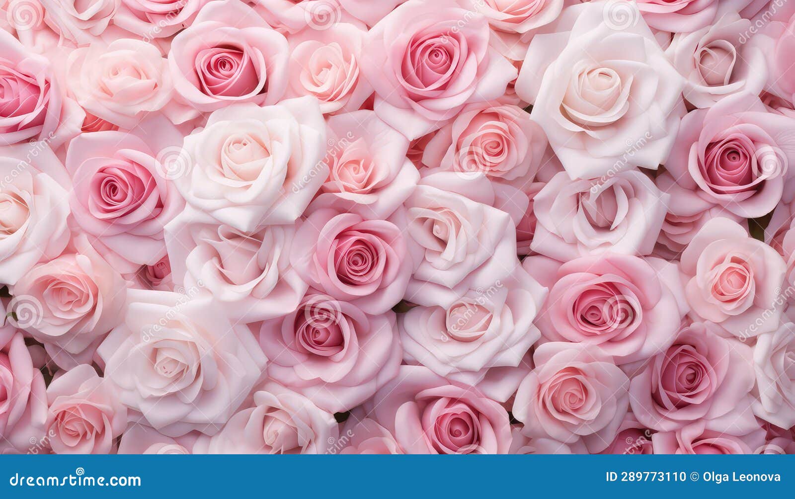 Roses banner stock illustration. Illustration of vibrant - 289773110