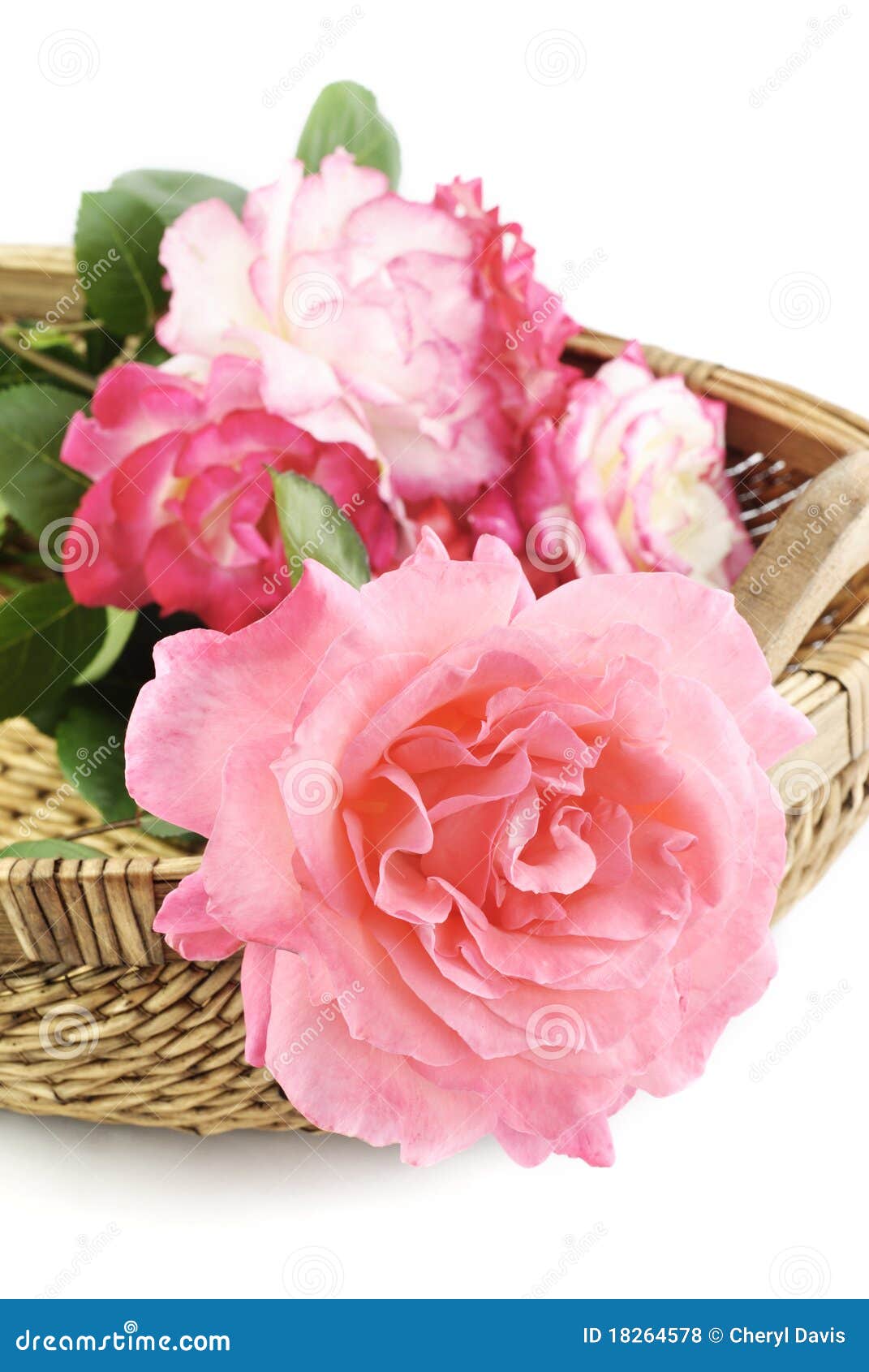 Roses in a Basket stock photo. Image of roses, romantic - 18264578