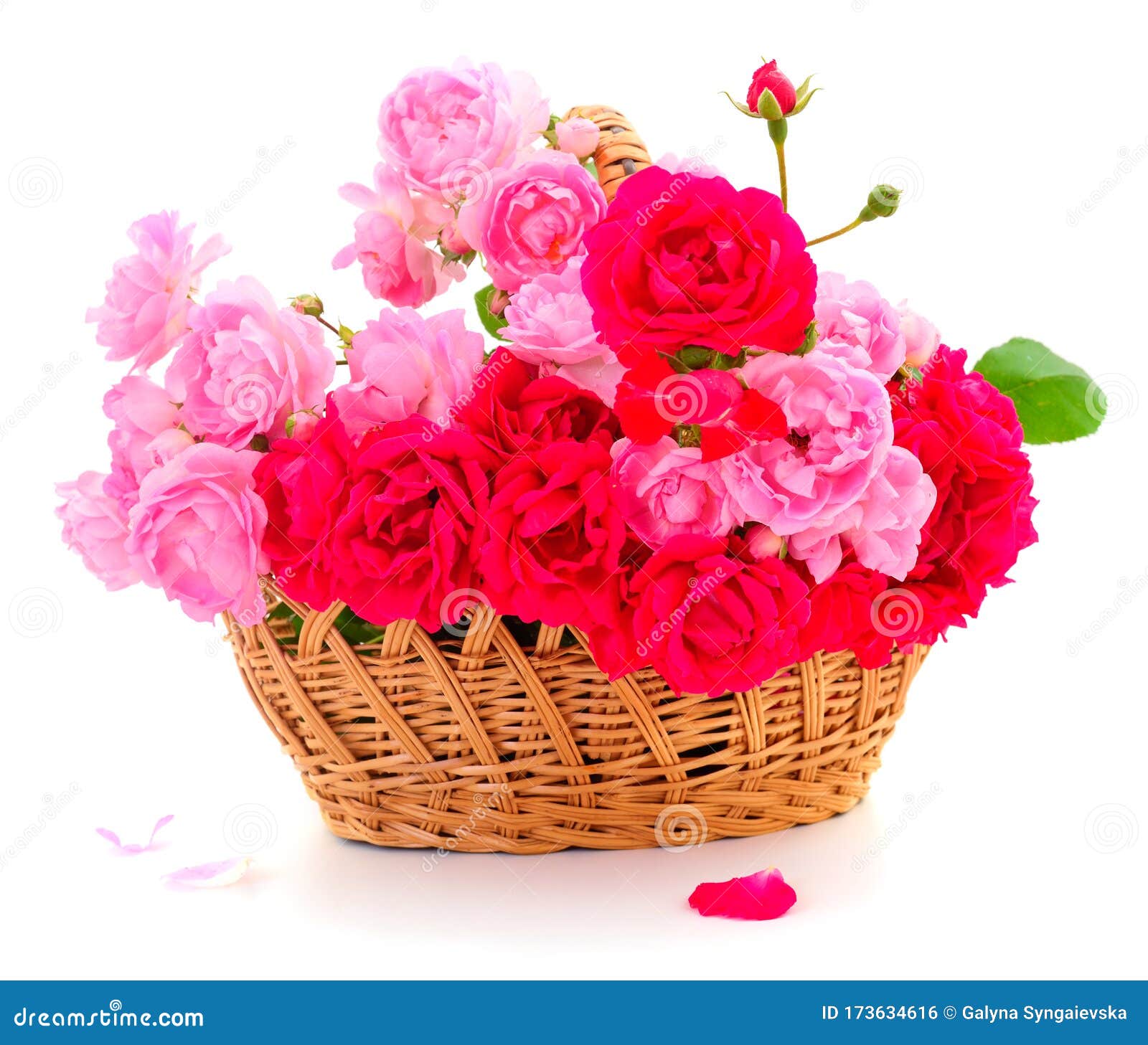 Roses in the basket stock photo. Image of background - 173634616