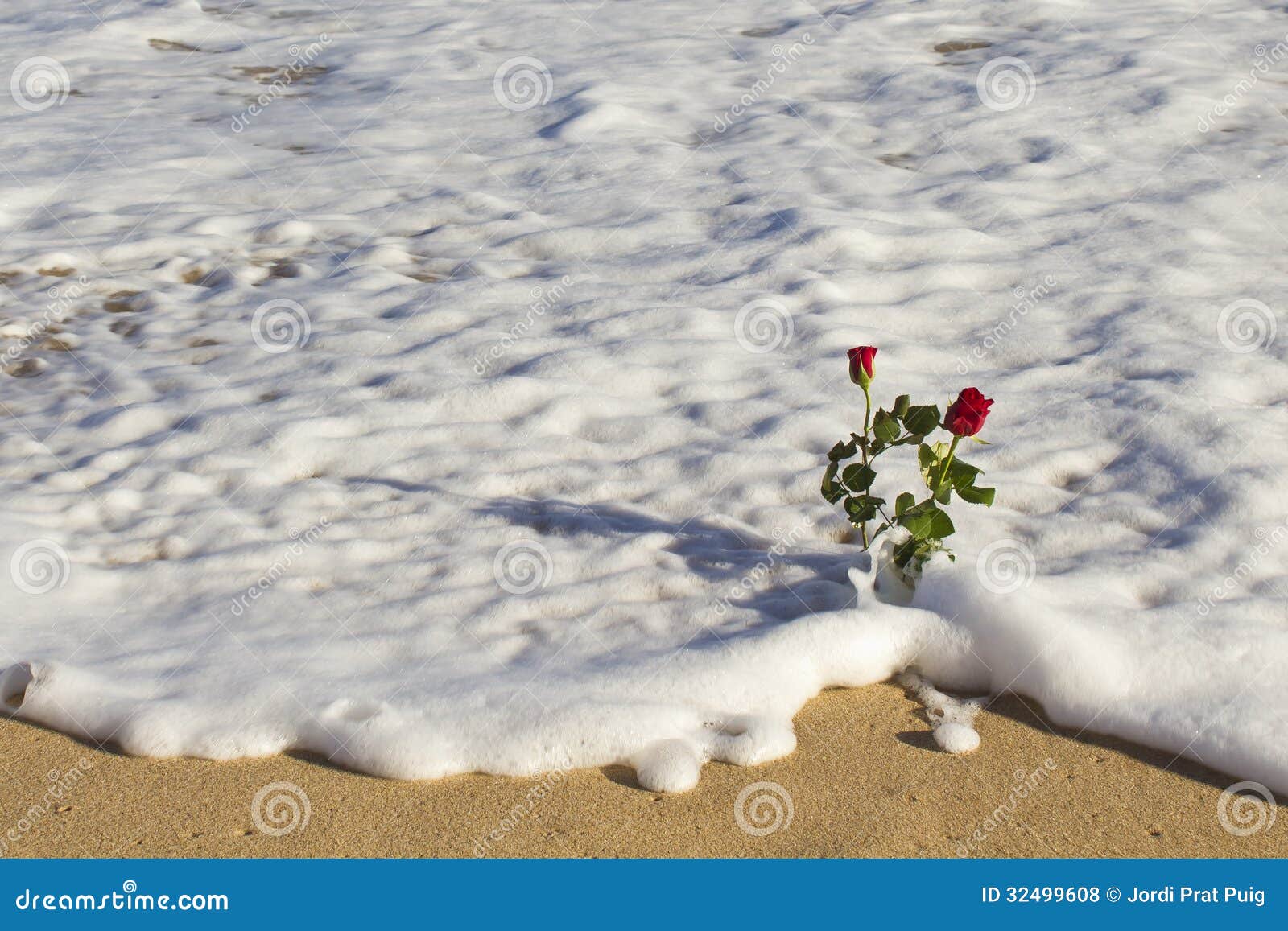 Roses in the beach stock photo. Image of yellow, sand - 32499608