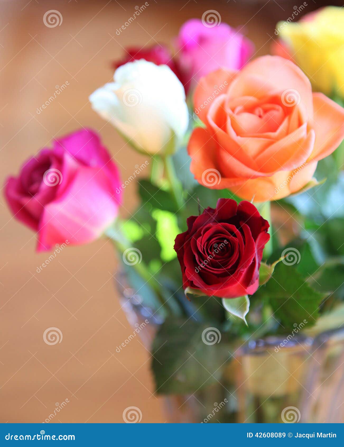 Roses stock image. Image of rainbow, love, array, celebration - 42608089
