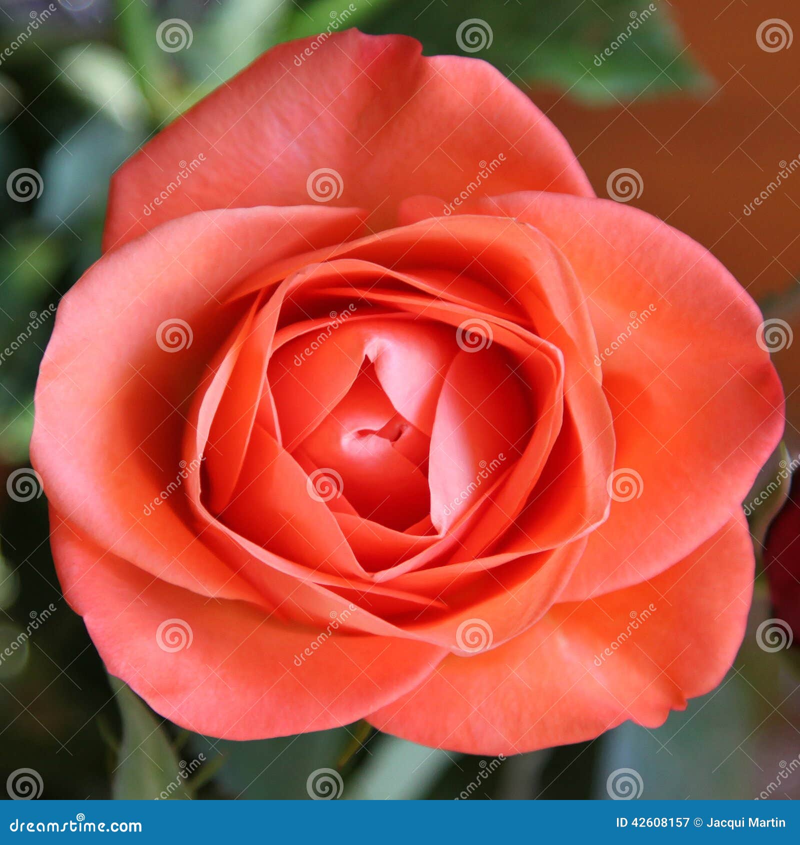 Roses stock image. Image of blossom, beautiful, nature - 42608157