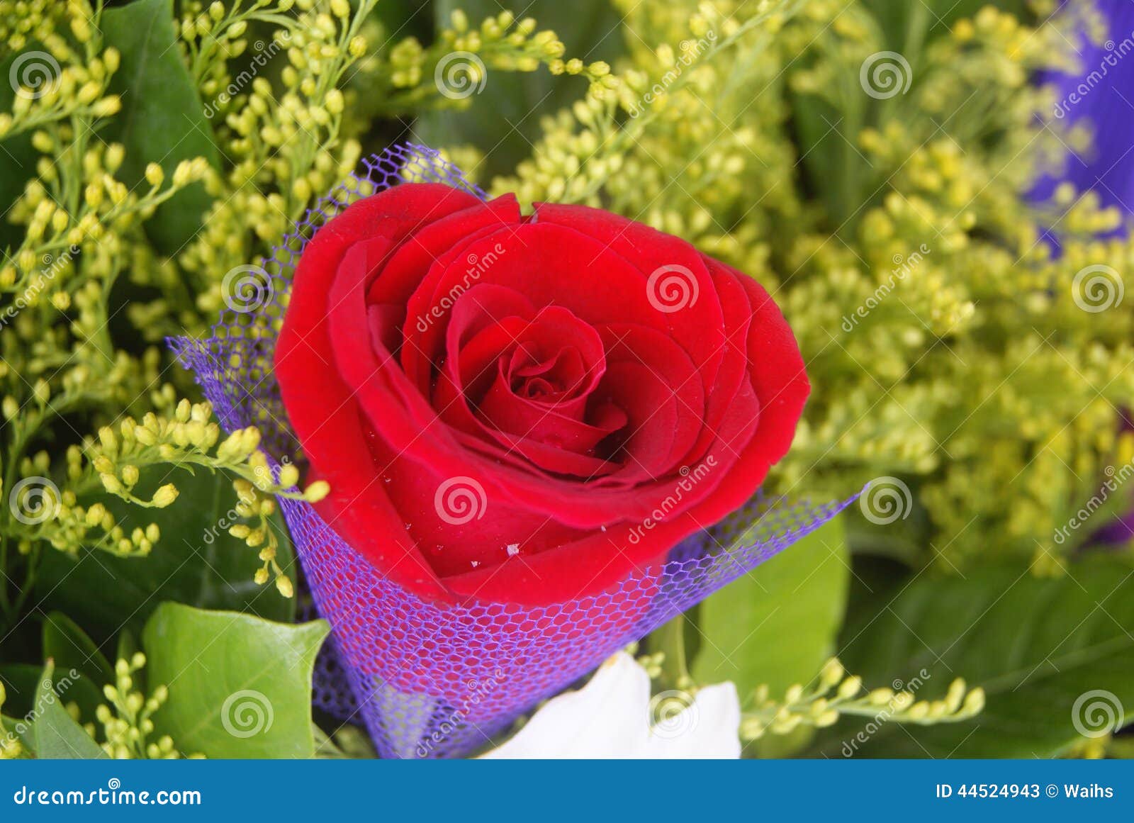 Roses stock image. Image of beautiful, petals, sale, fresh - 44524943