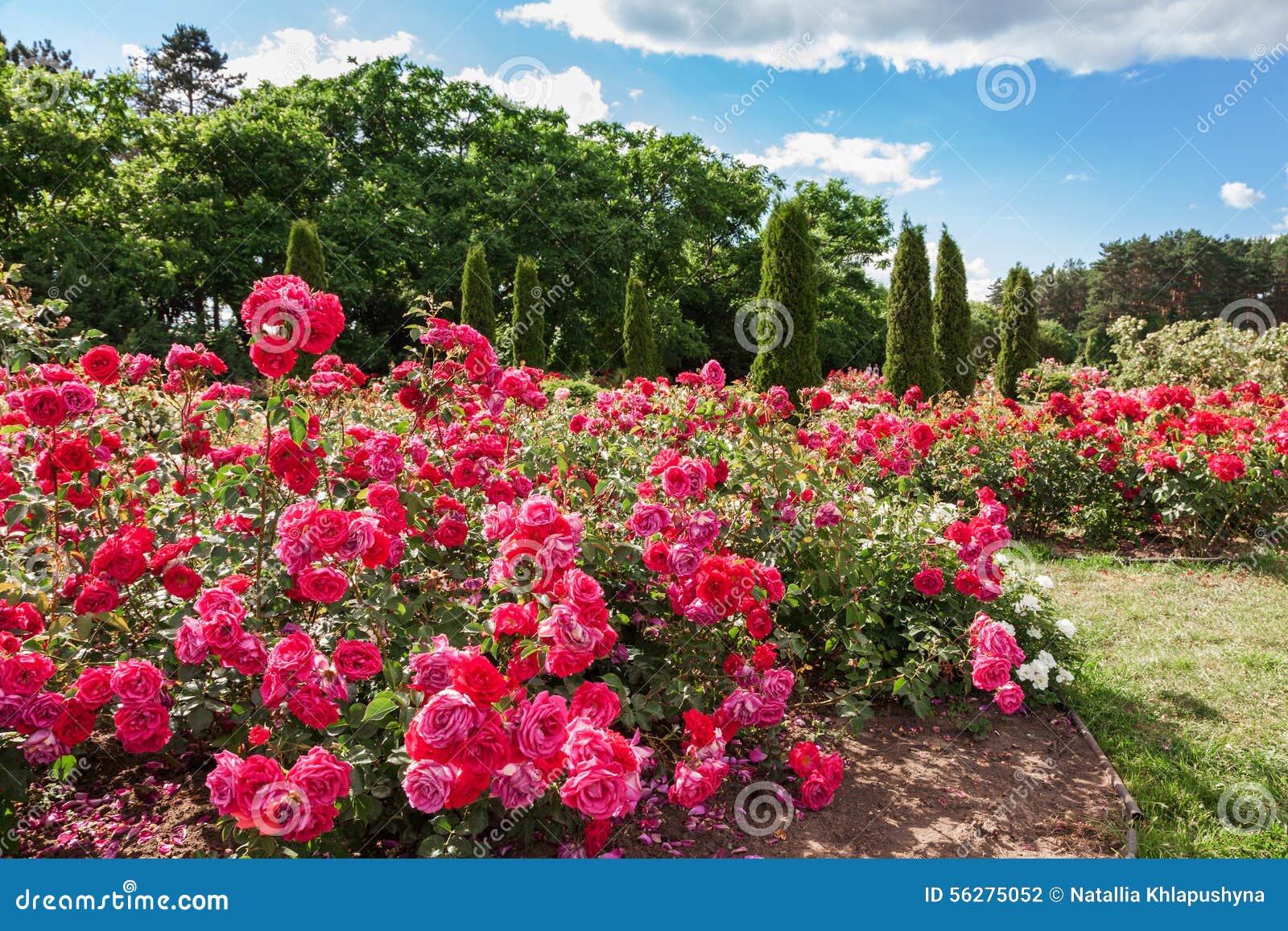 Roses bed on garden stock photo. Image of landscaping - 56275052