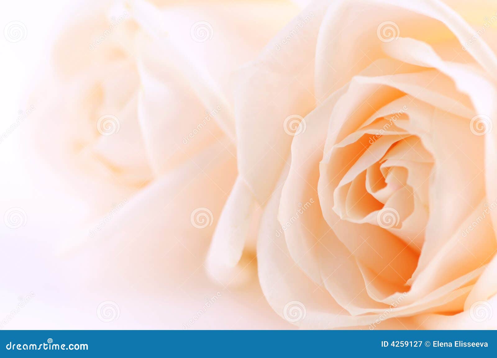 Roses beiges image stock. Image du féminin, normal, féminité - 4259127