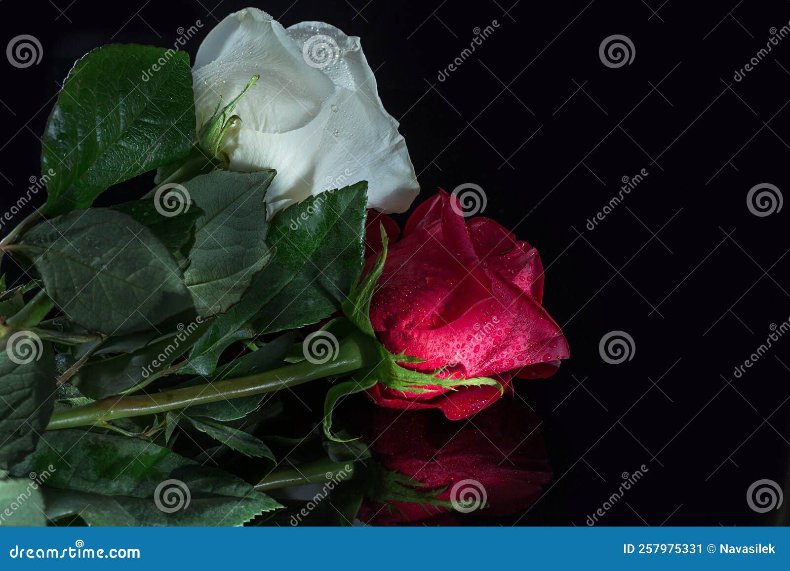 Roses on Black Background with Reflection Stock Image - Image of ...