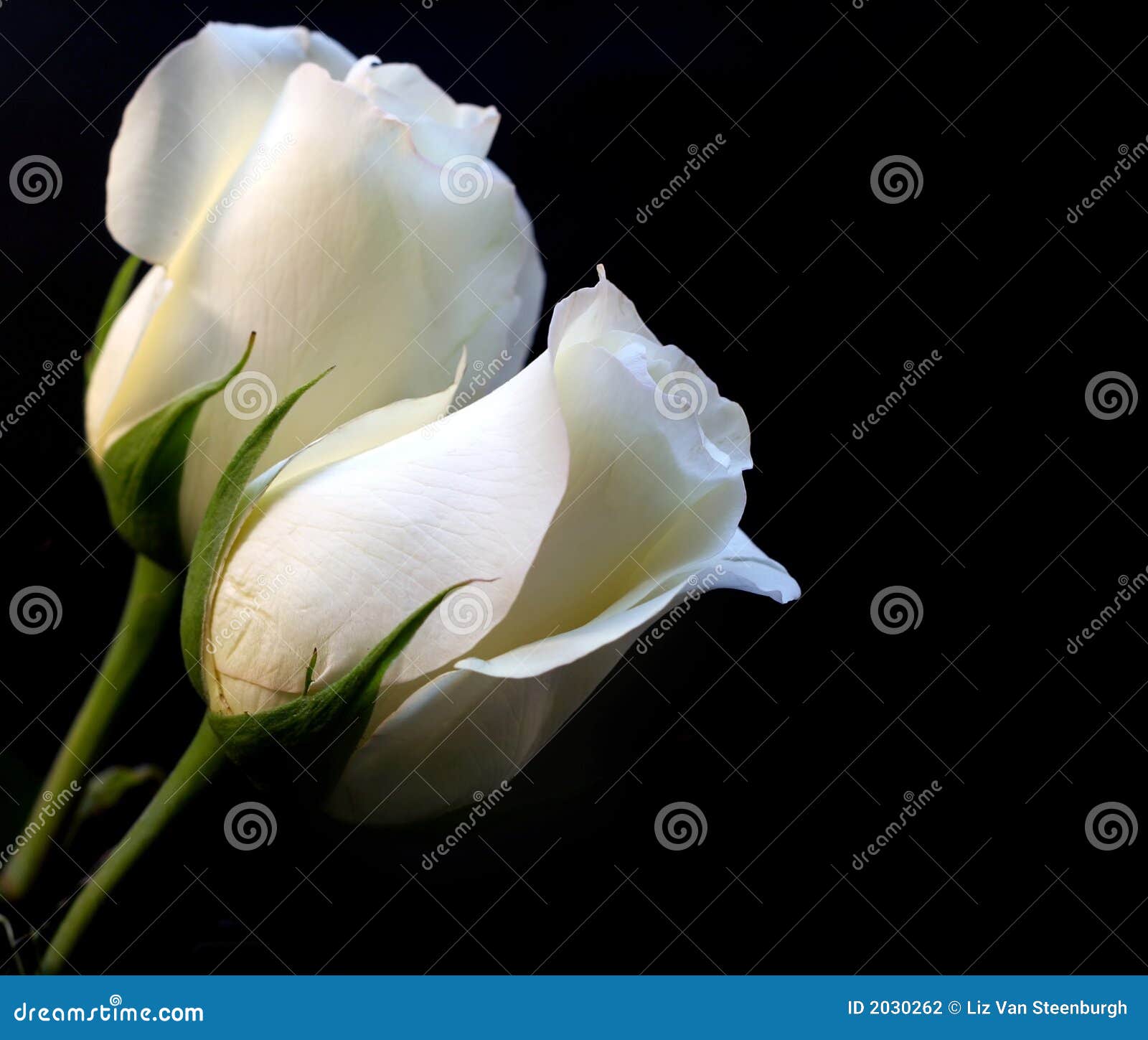 Roses blanches photo stock. Image du mariage, fleurs, groupe - 2030262