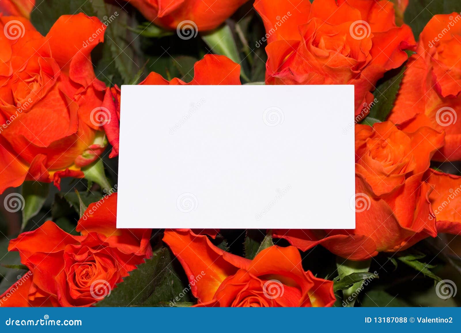 Roses with blank card stock photo. Image of blank, scented - 13187088
