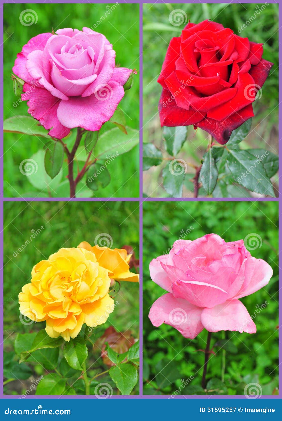 Roses in bloom collage stock image. Image of agriculture - 31595257