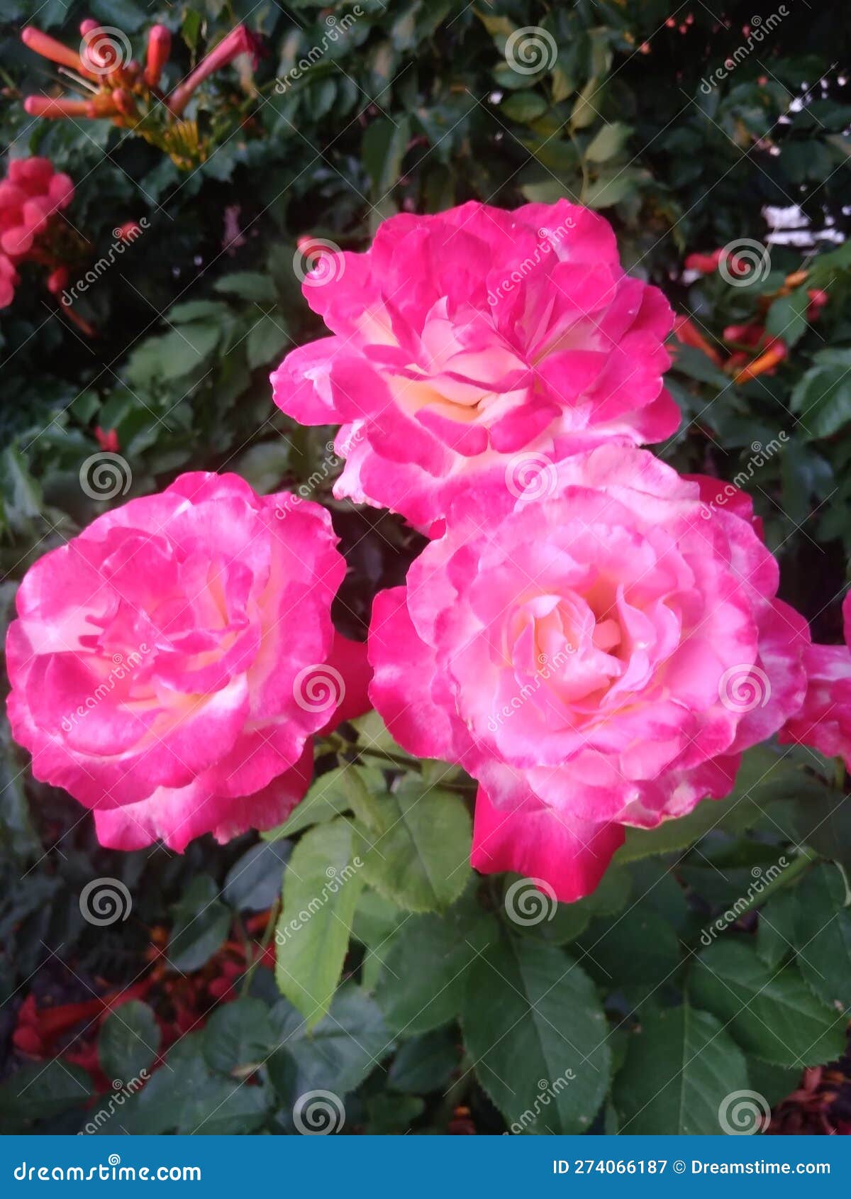 Roses bloom, girls bloom stock image. Image of roses - 274066187