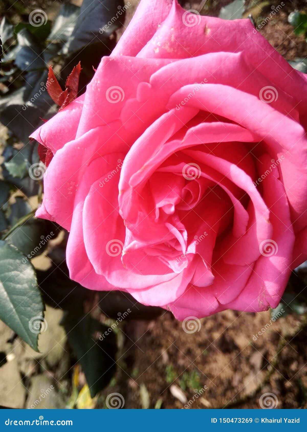Roses that Bloom in the Sun Stock Image - Image of pink, rose: 150473269