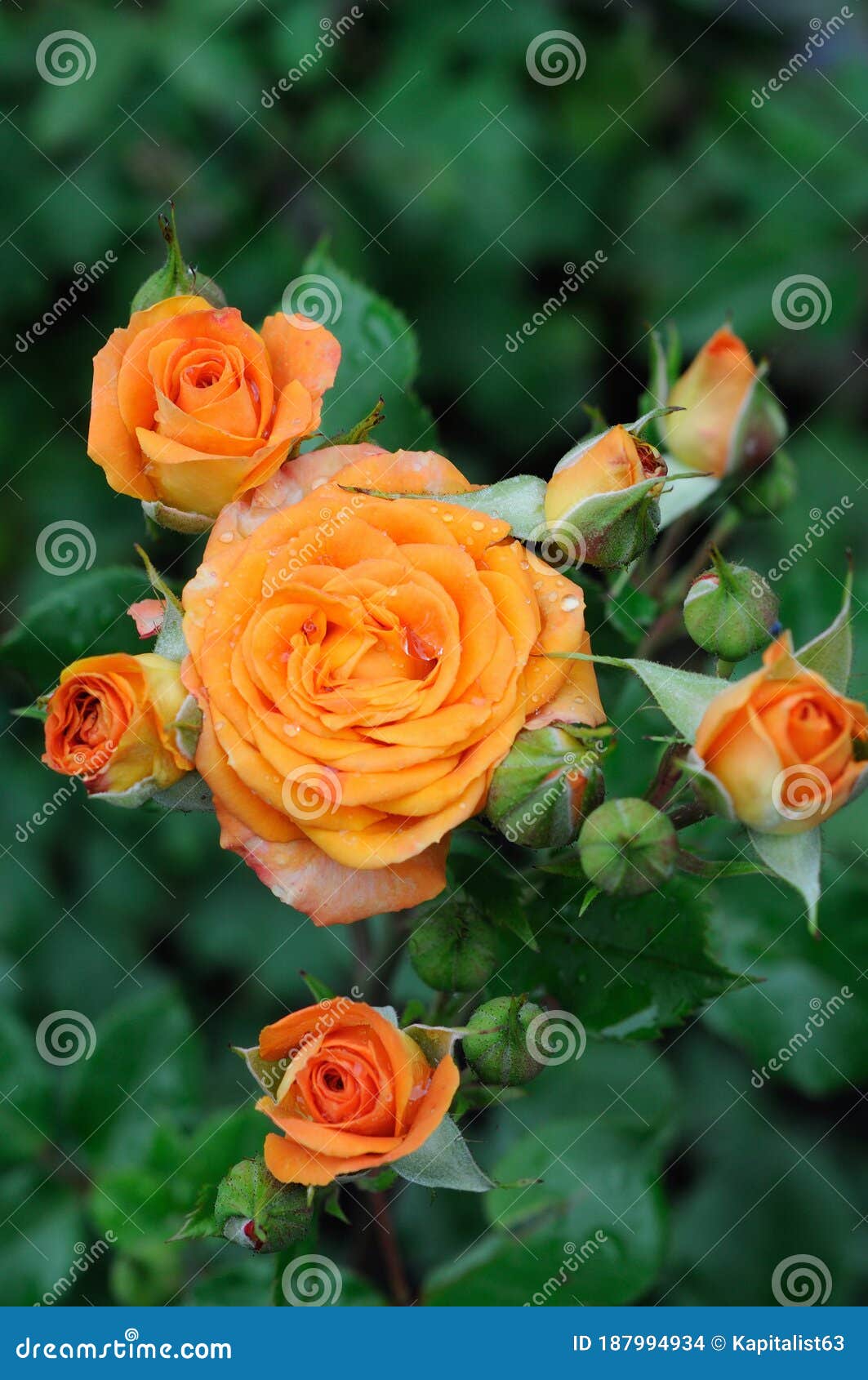 Roses Bloom in the Sun in the Summer Garden Stock Photo - Image of ...