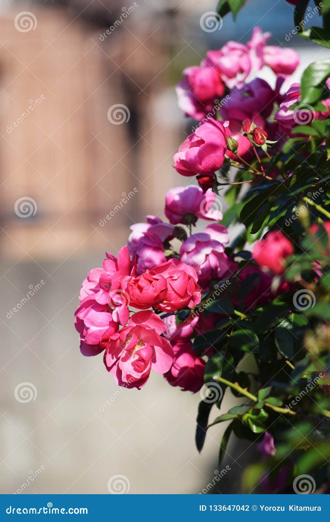 Roses in full bloom stock photo. Image of leaf, bloom - 133647042