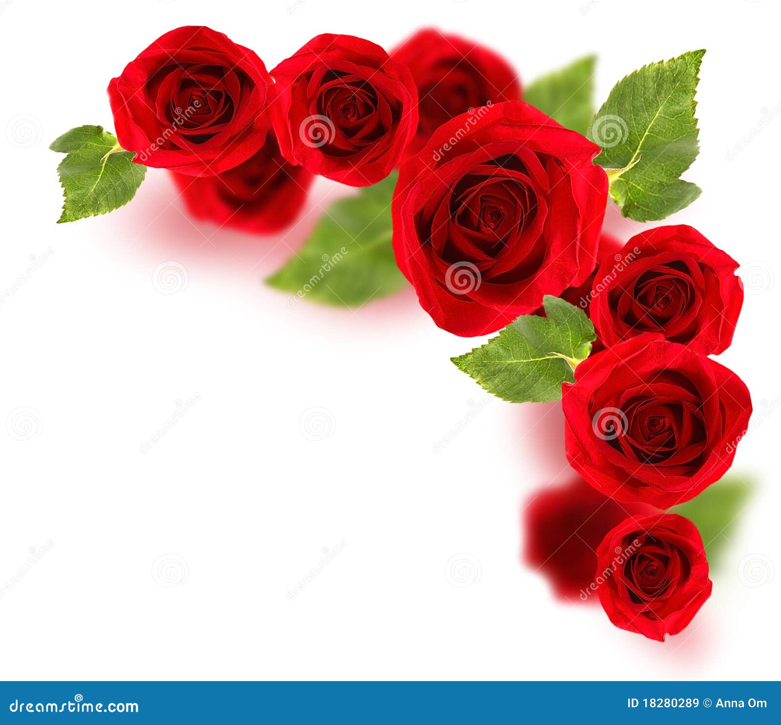 Roses border stock image. Image of blossom, gift, flora - 18280289