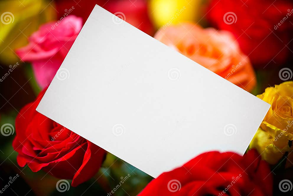 Roses stock image. Image of holiday, colorful, roses - 65314219