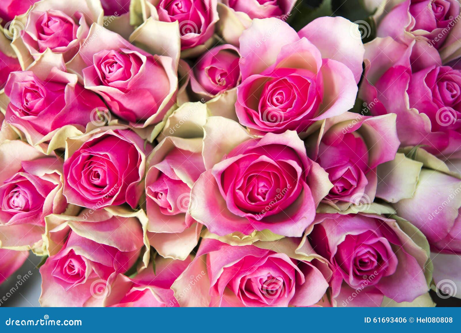 Beautiful Pink and Cream Roses Stock Photo - Image of roses, passion ...