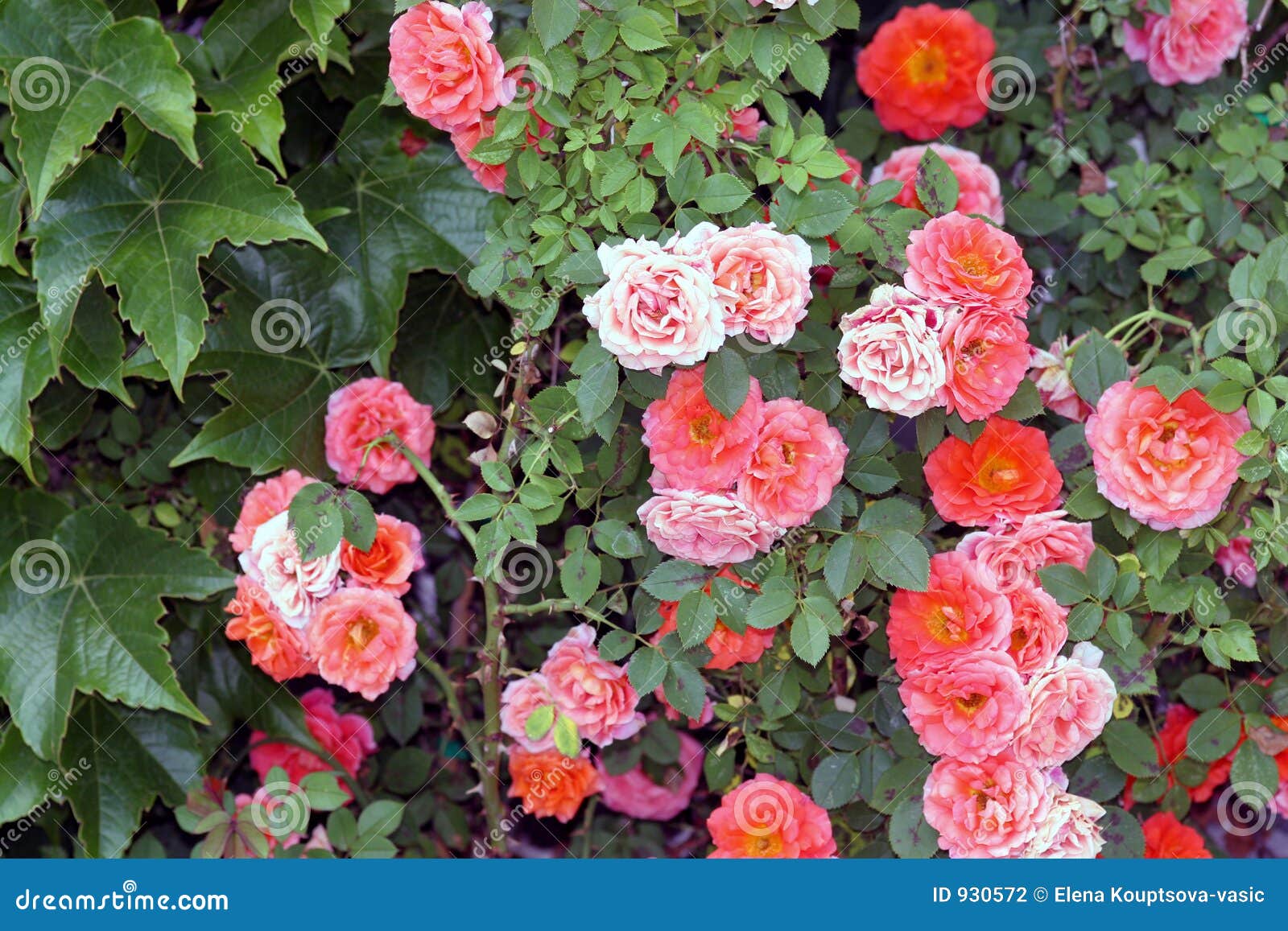 Roses bush stock photo. Image of bush, flora, leaf, spring - 930572
