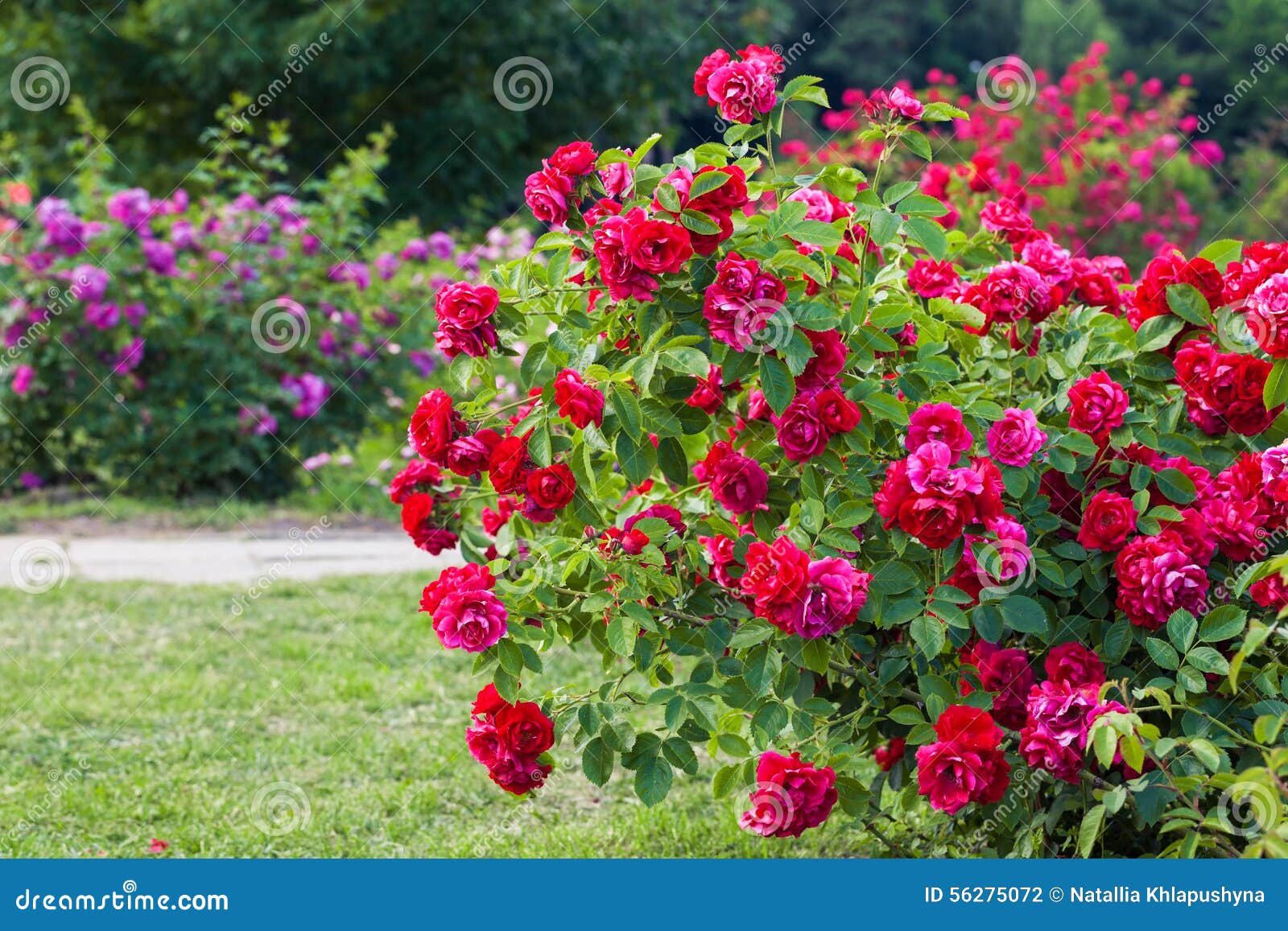 Roses bush on garden stock photo. Image of landscaping - 56275072
