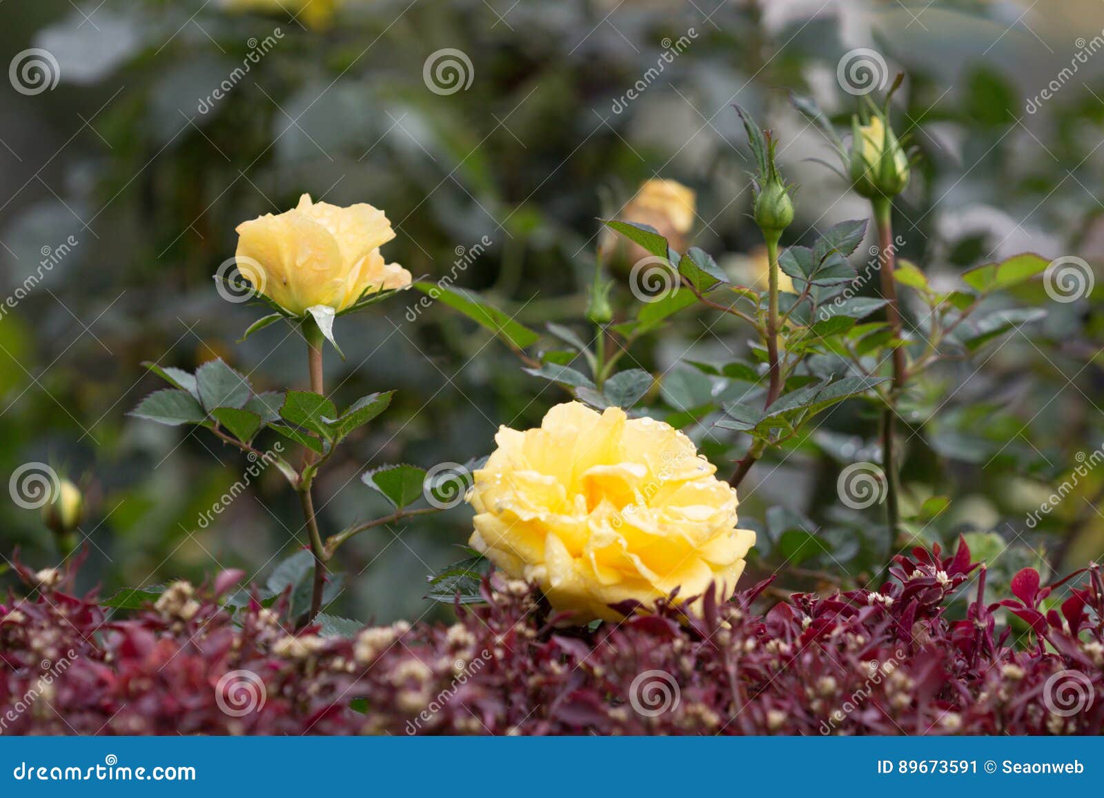 Roses Bush in the Garden at Spring Stock Image - Image of fragility ...