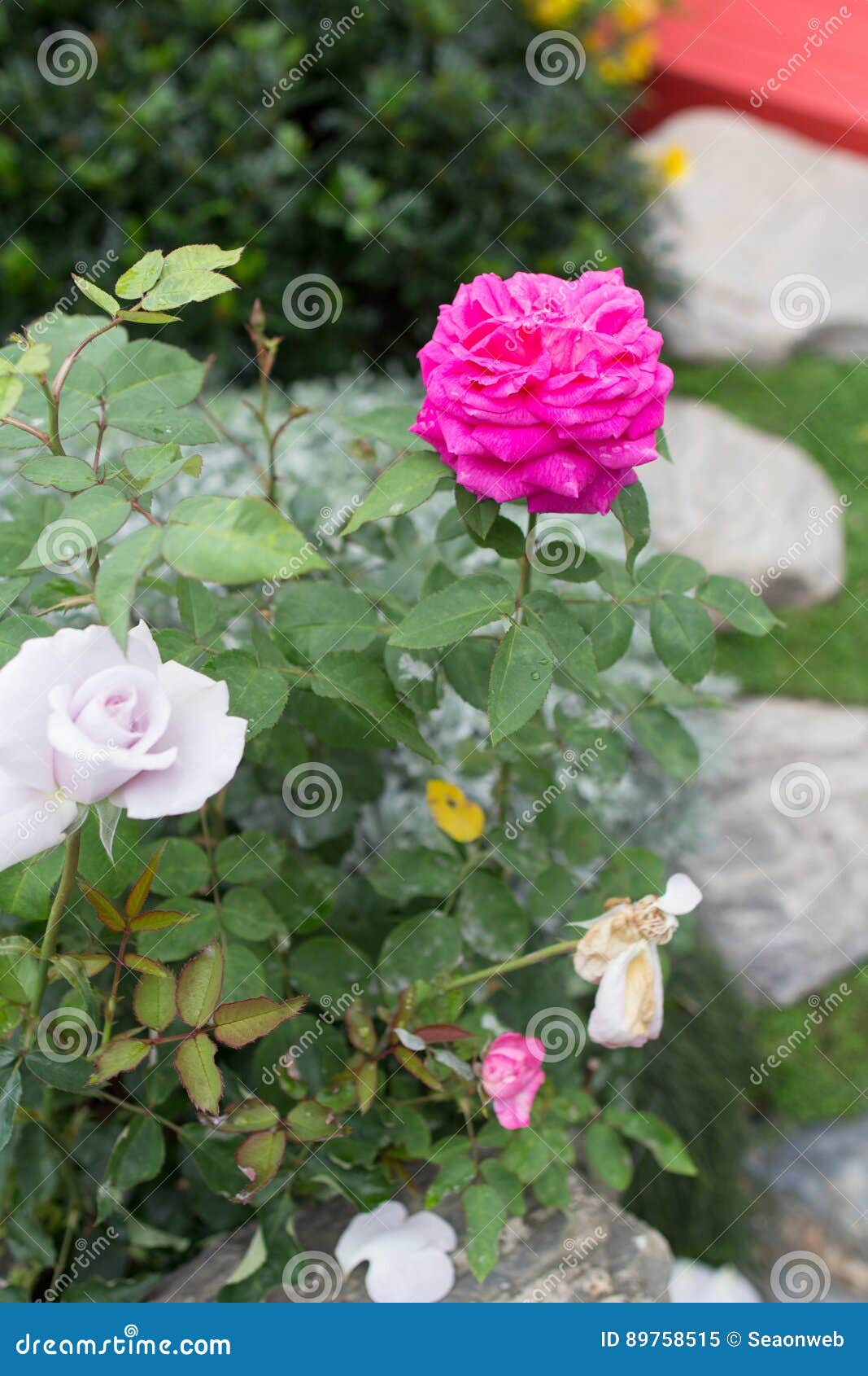 Roses Bush in the Garden at Spring Stock Image - Image of florist ...
