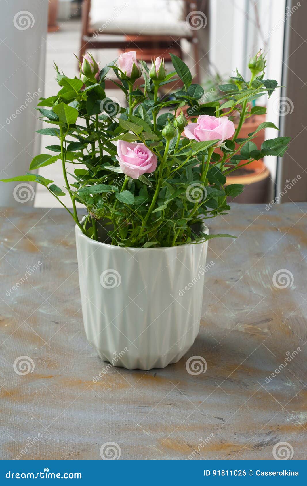 Roses bush in the pot stock photo. Image of roses, plant - 91811026