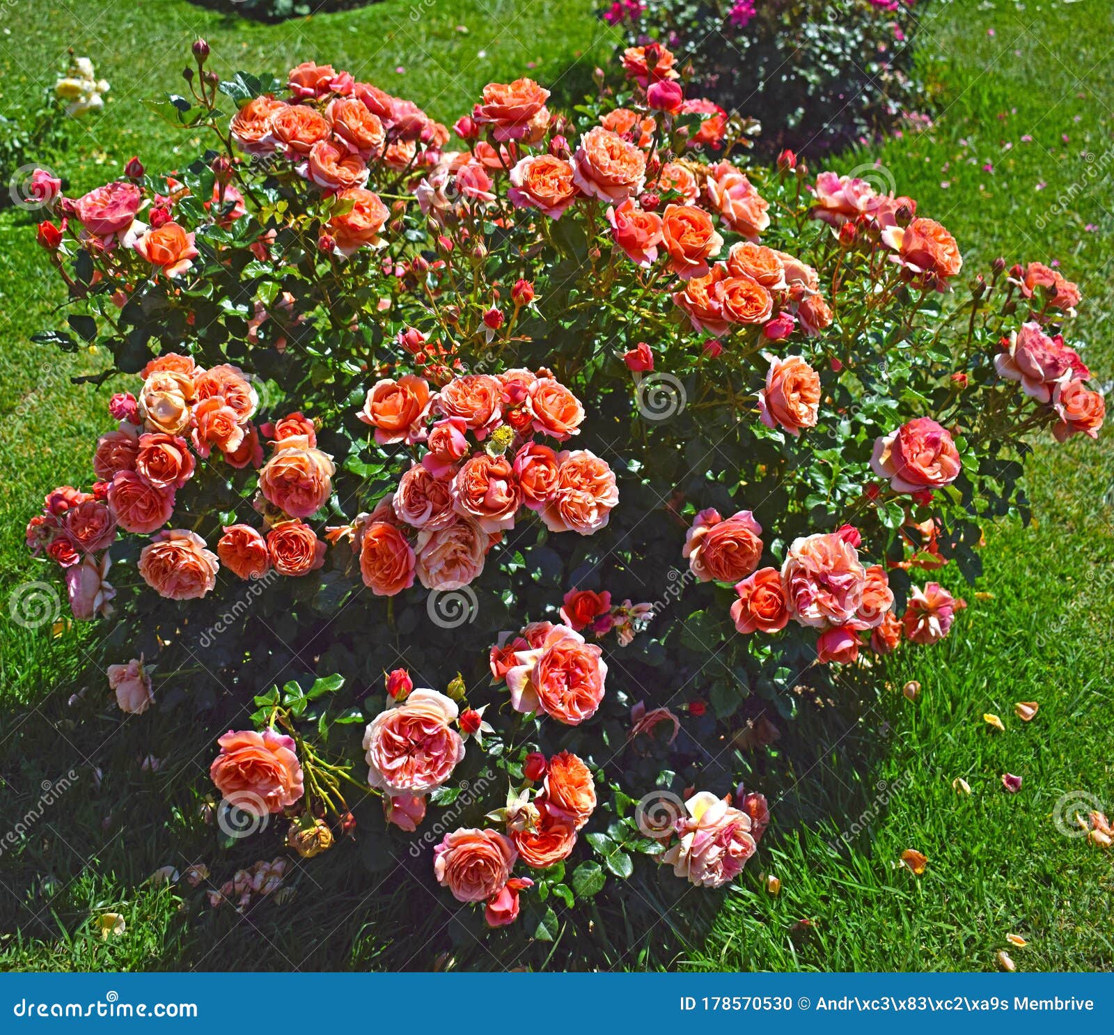 Roses in Cervantes Park, Barcelona Stock Photo - Image of roses ...