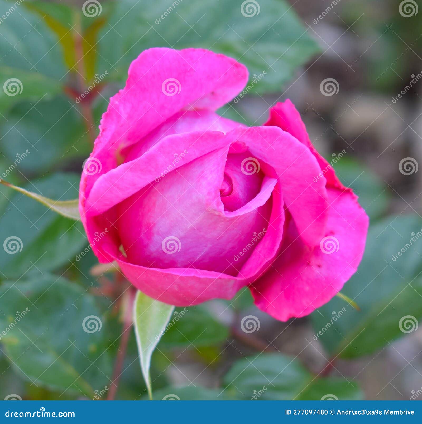 Roses in Cervantes Park, Barcelona Stock Photo - Image of florization ...
