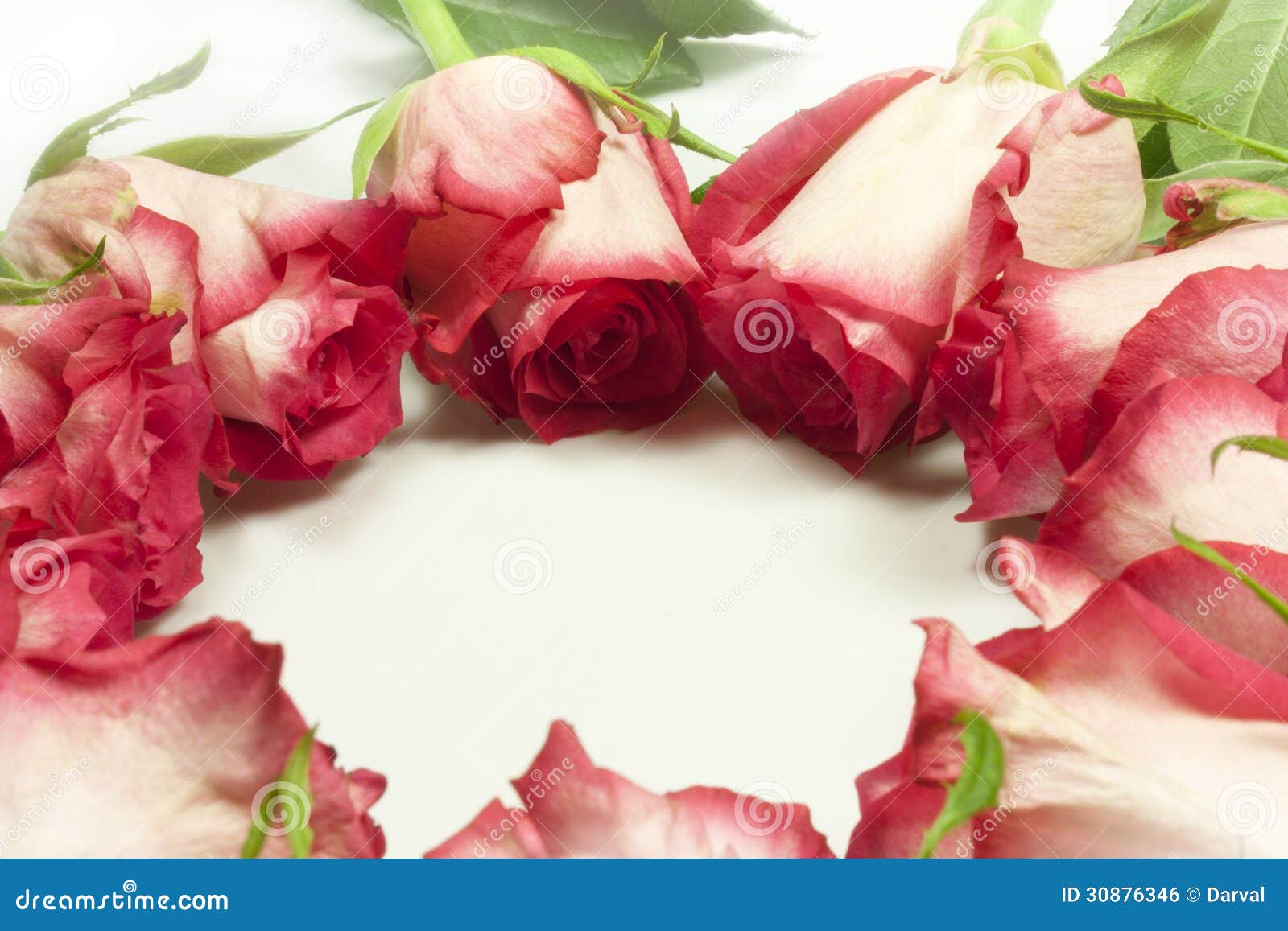 Roses in a circle stock photo. Image of variegated, pink - 30876346