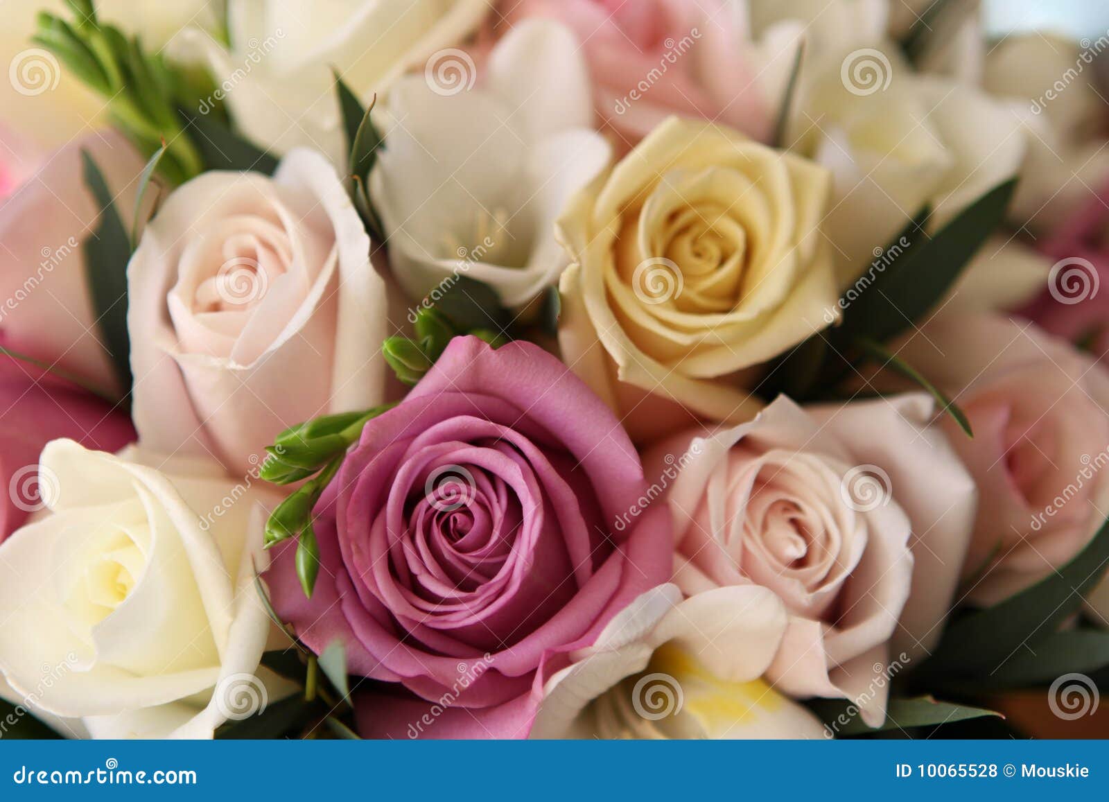 Roses Close Up stock photo. Image of bunch, bouquet, flower - 10065528