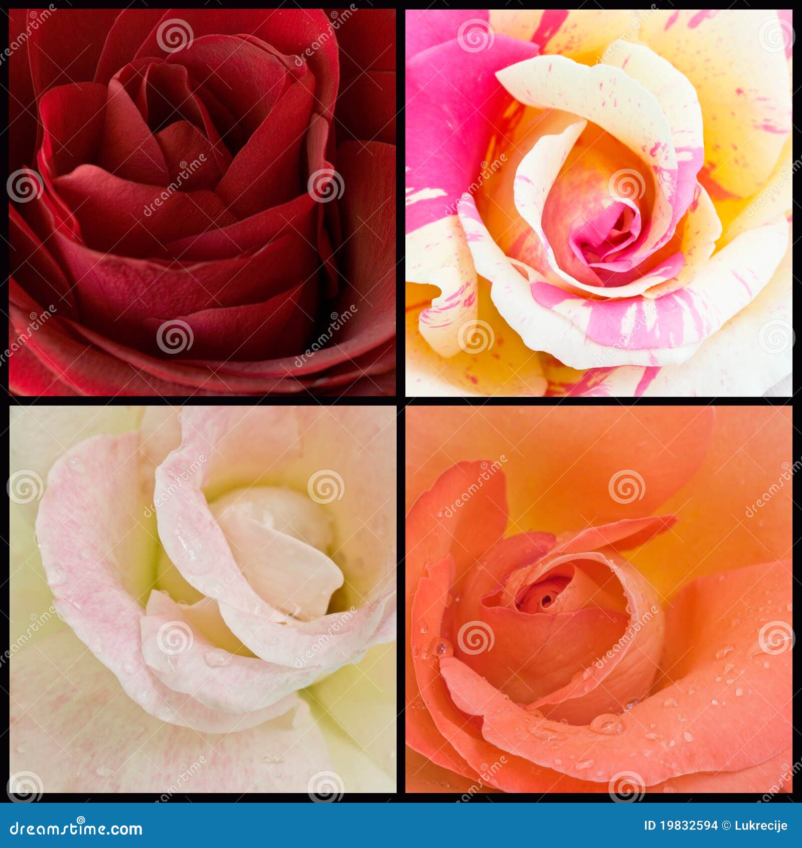 Roses collage stock photo. Image of rosebud, floral, fragility - 19832594