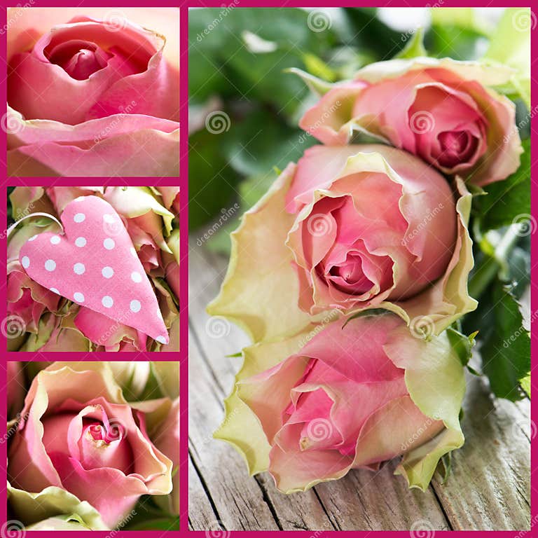 Roses collage stock image. Image of white, roses, heart - 42078479
