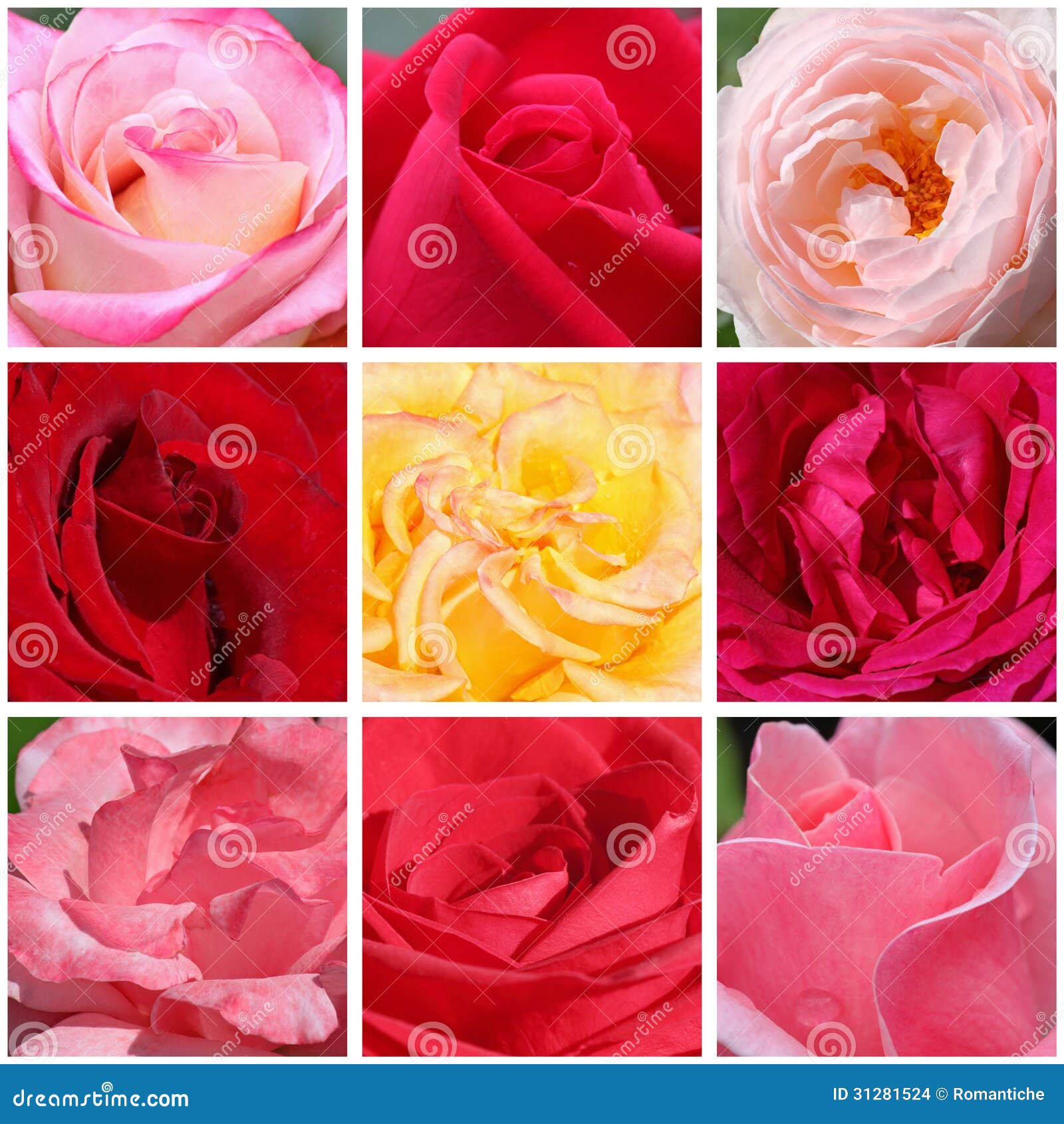 Roses stock photo. Image of beautiful, collection, square - 31281524