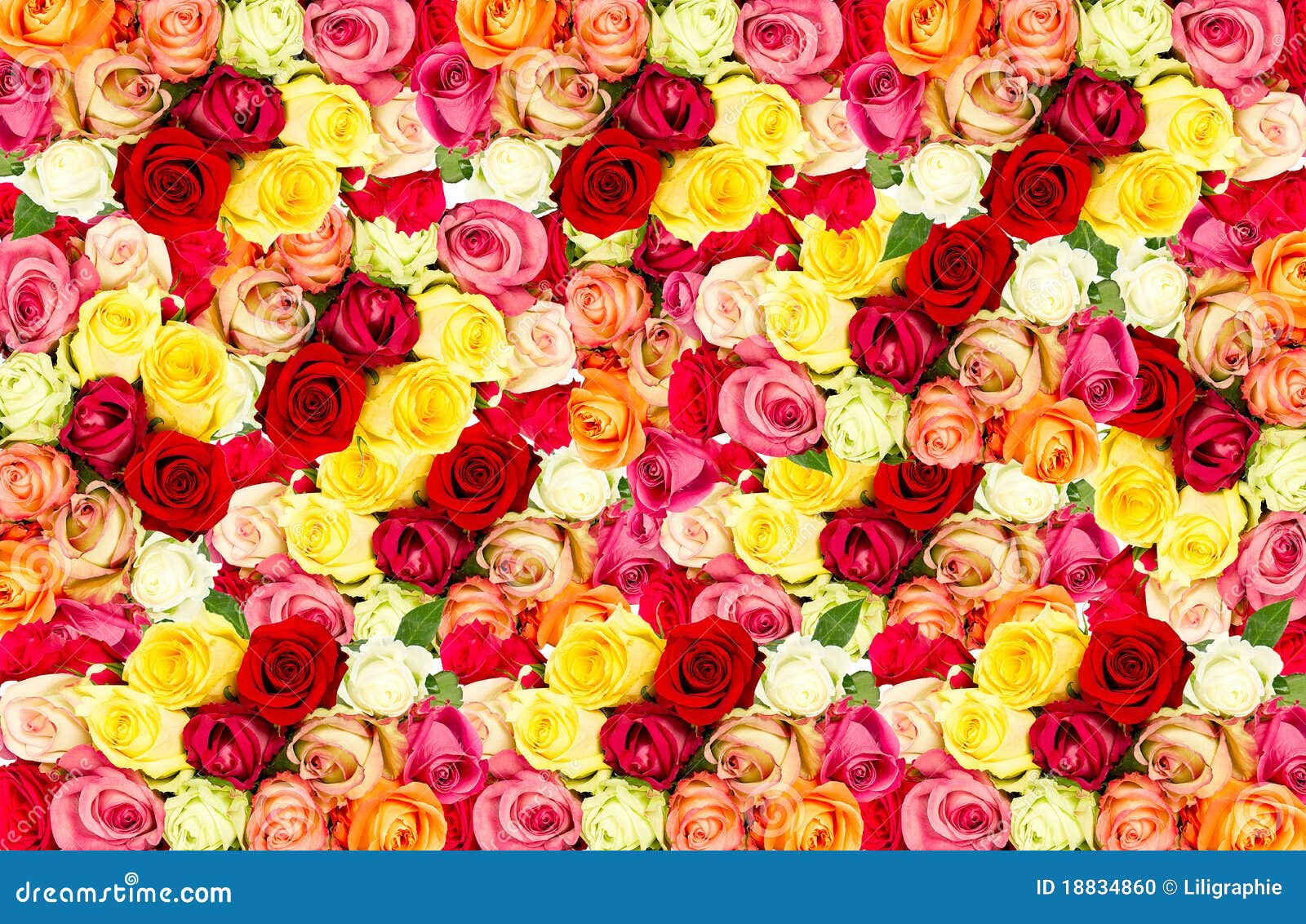 Roses. Colorful Flowers Frame Stock Photo - Image of birthday ...