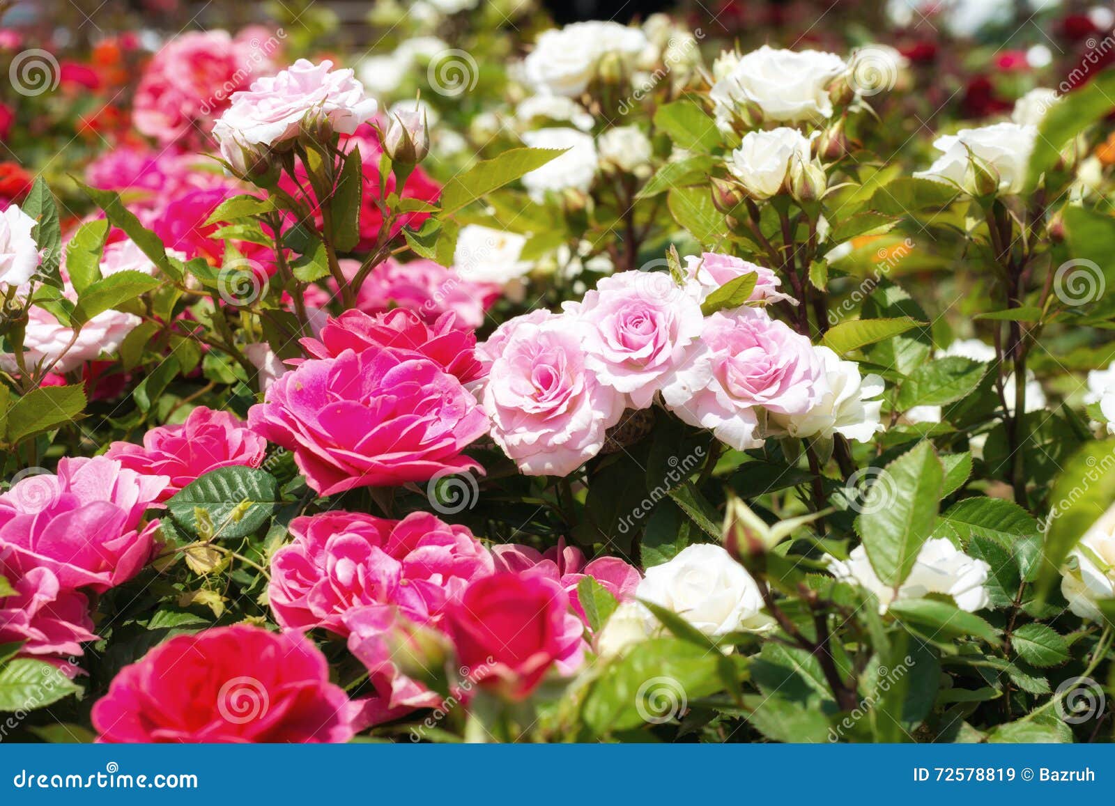 Roses stock image. Image of beautiful, floral, beauty - 72578819