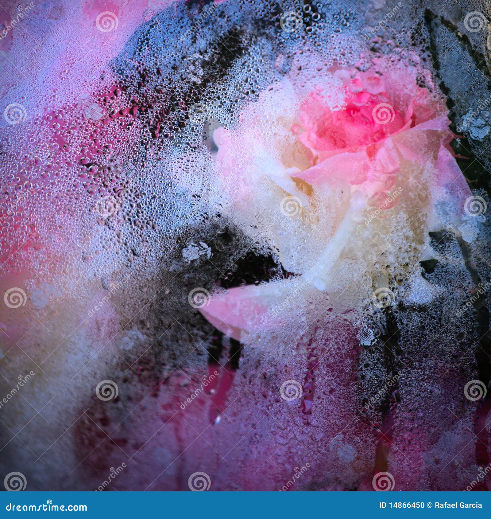 Roses and condensation stock photo. Image of blur, close - 14866450