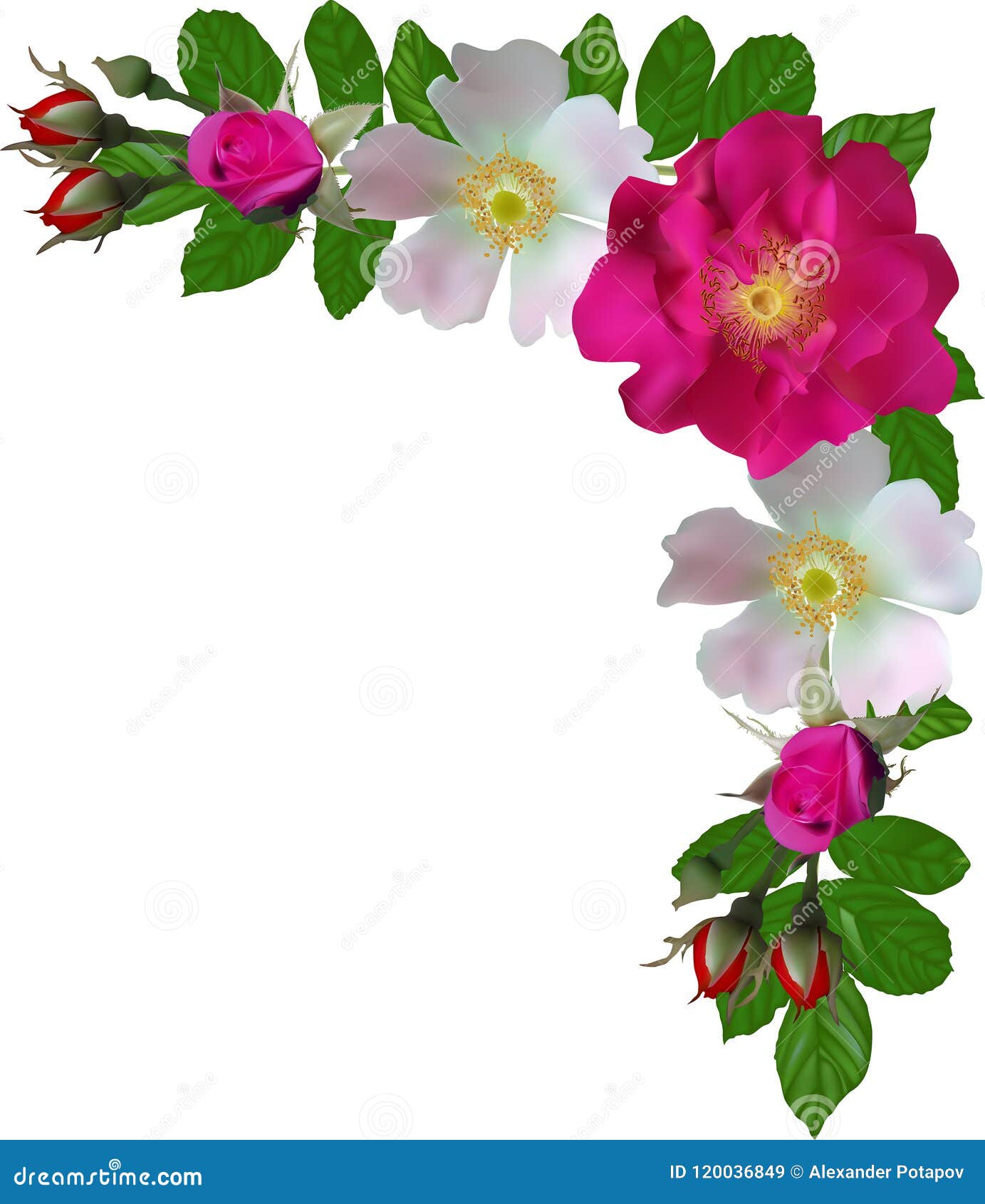 Roses Corner Composition on White Background Stock Vector ...