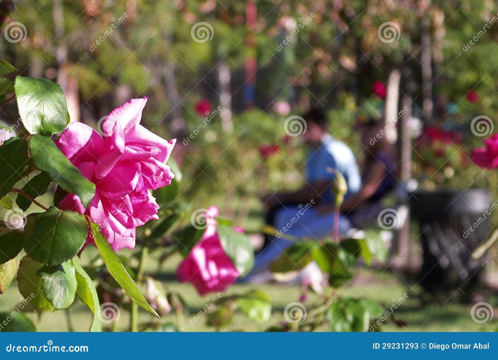 Roses and a Couple of Lovers Stock Image - Image of flora, landscaped ...