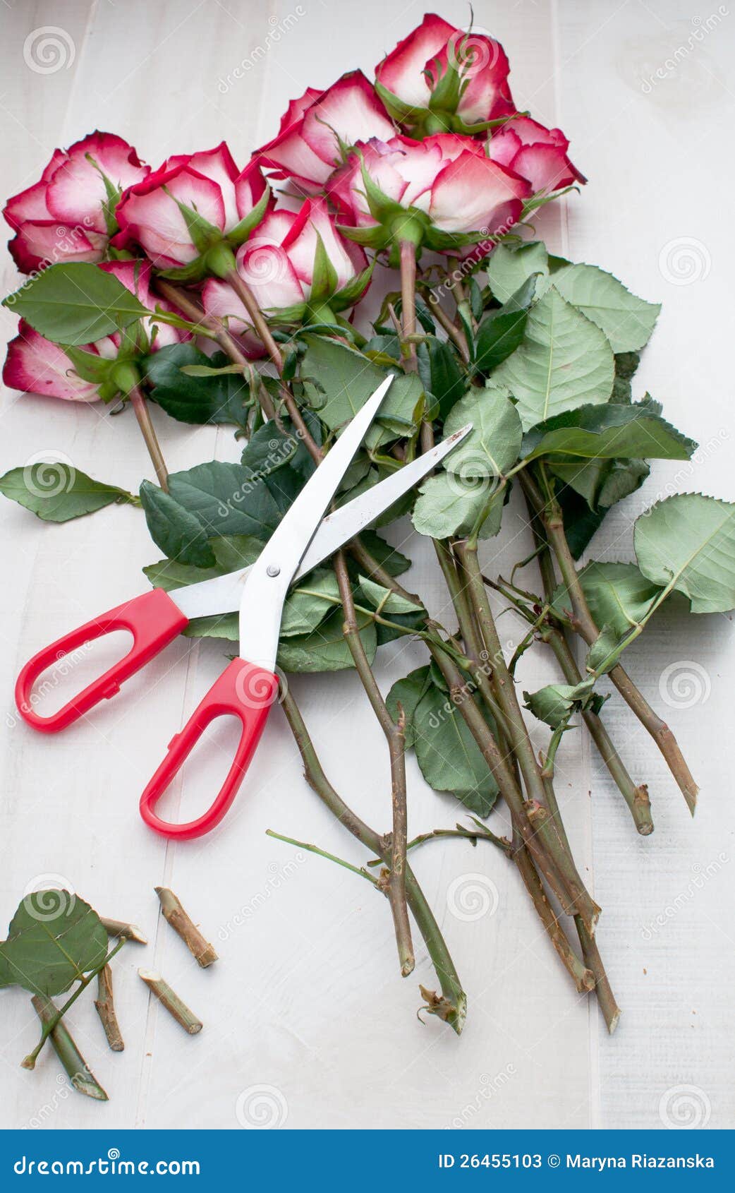 Roses cut with scissors stock image. Image of spring - 26455103