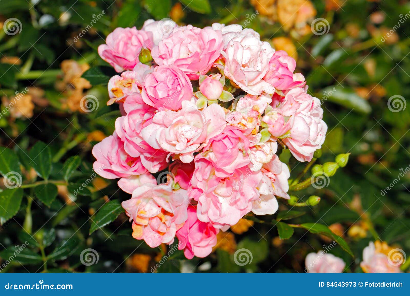 Roses de floraison image stock. Image du fleuraison, beauté - 84543973