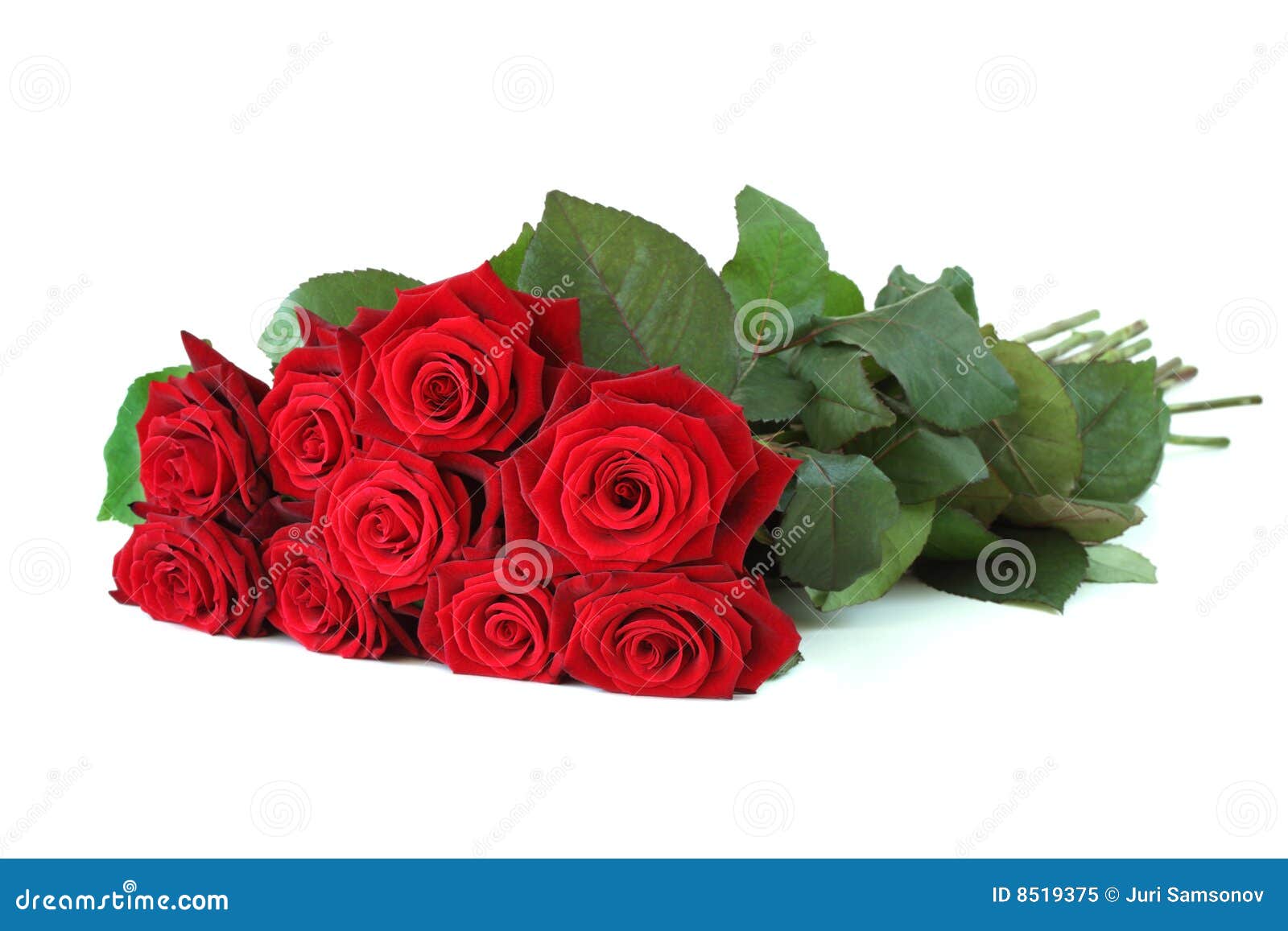 Roses de rouge de groupe image stock. Image du isolement - 8519375