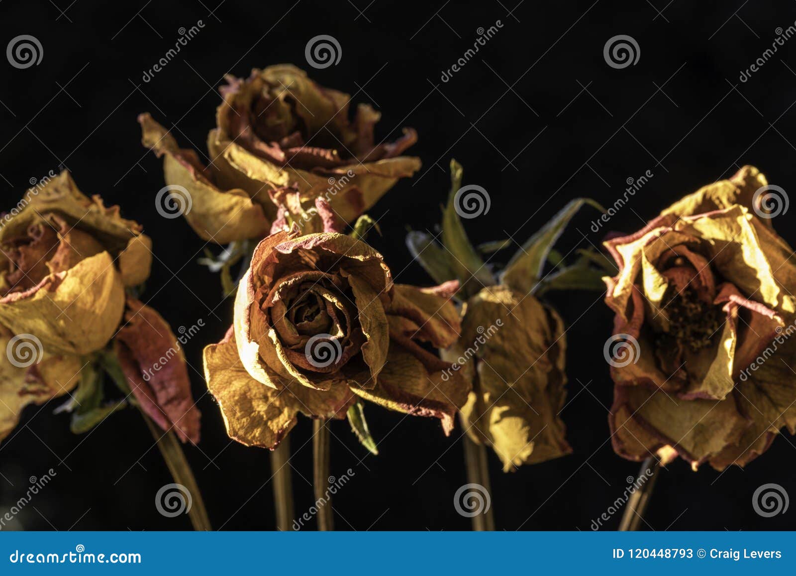 Roses Dead and Dried stock image. Image of roses, flowers - 120448793