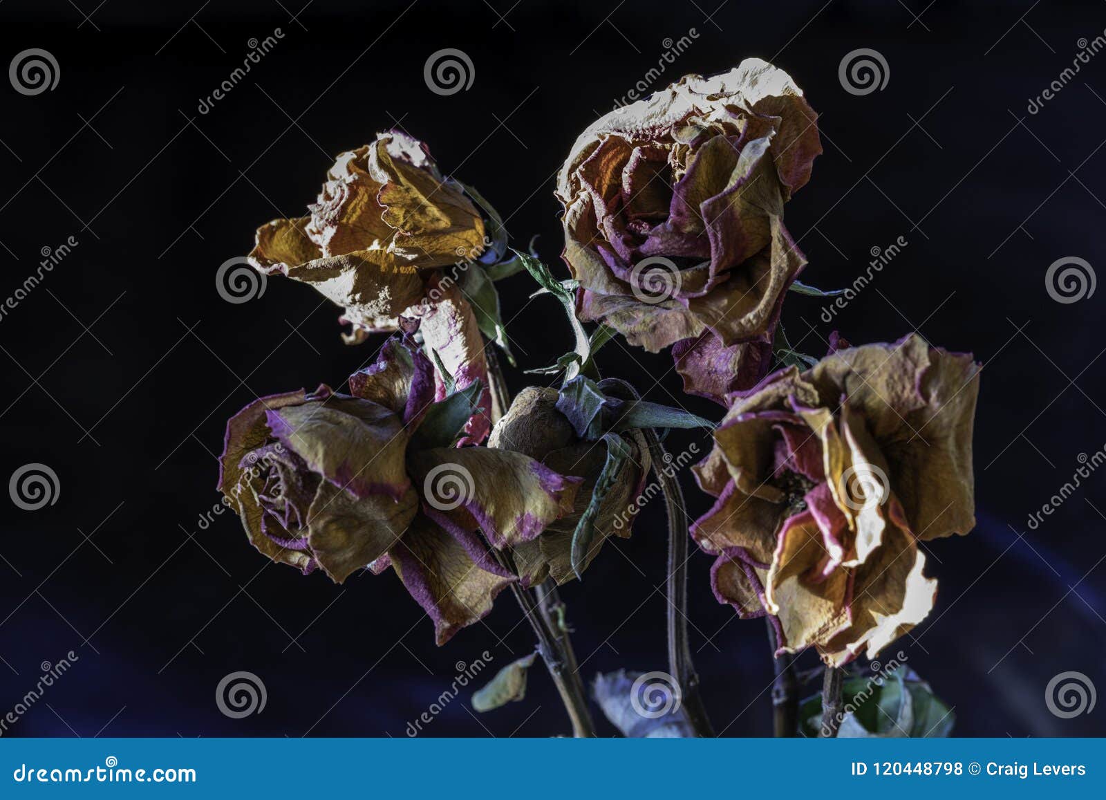 Roses Dead and Dried stock photo. Image of petals, bunch - 120448798
