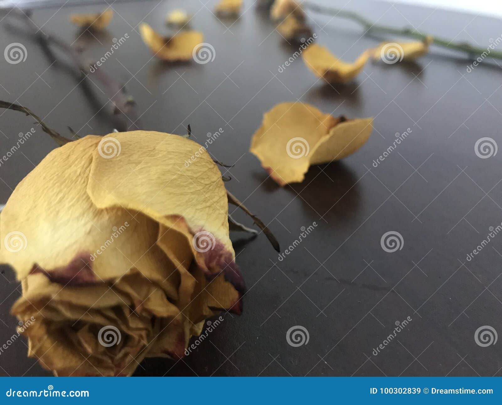 Roses defined stock image. Image of life, roses, death - 100302839
